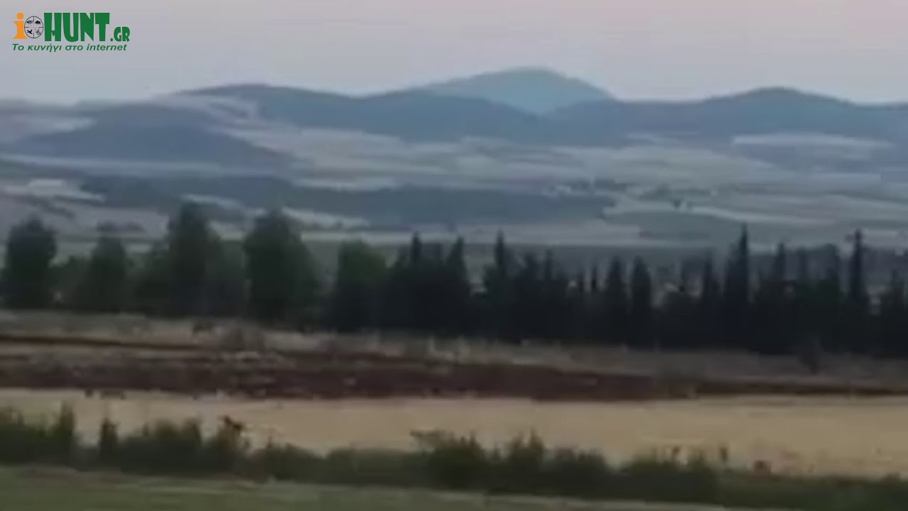 ΑΓΕΛΗ ΛΥΚΩΝ ΣΤΟΝ ΚΑΜΠΟ ΤΟΥ ΑΕΡΙΝΟΥ - YouTube