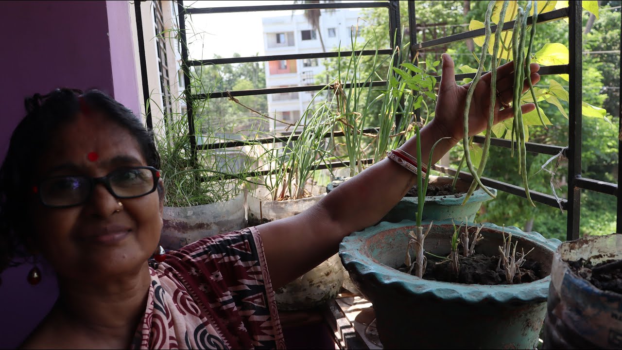 ব্যালকনিতে বরবটি গাছ | Balcony Tey barbati Plant . - YouTube