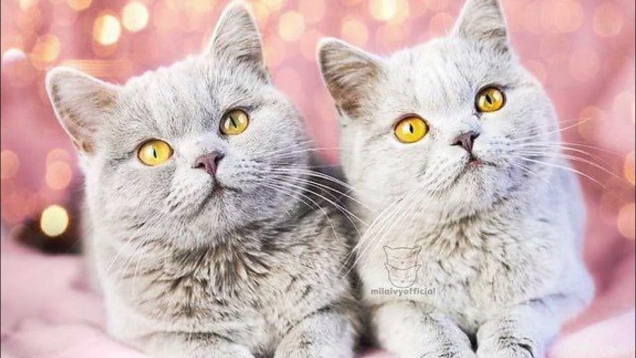 Котики и собачки - YouTube