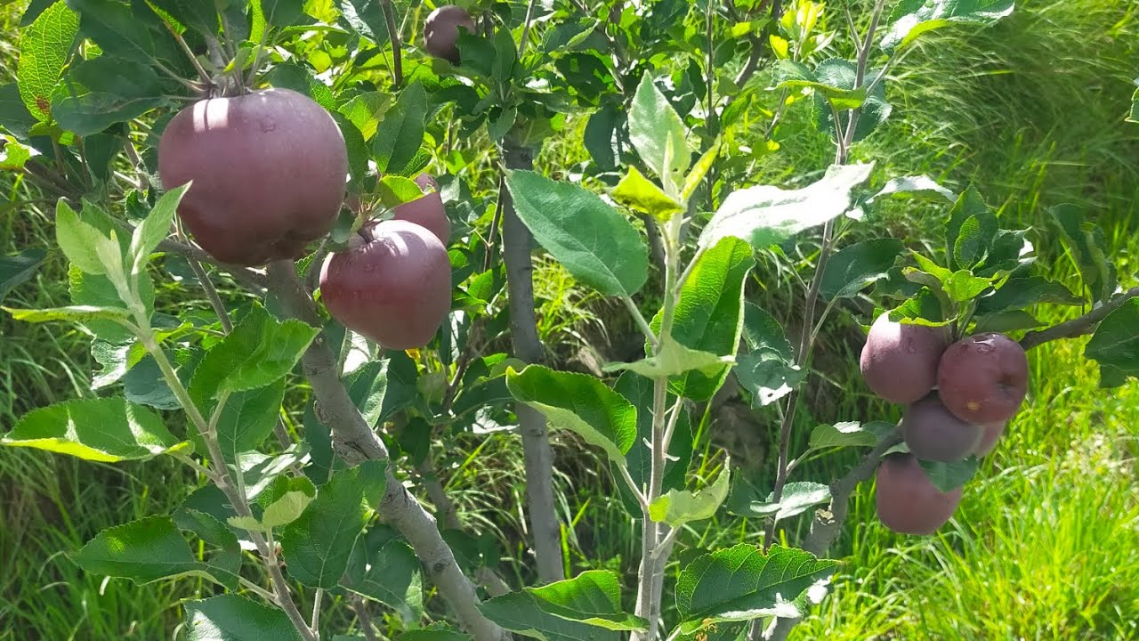 Red velox Apple Verity 2023 - YouTube