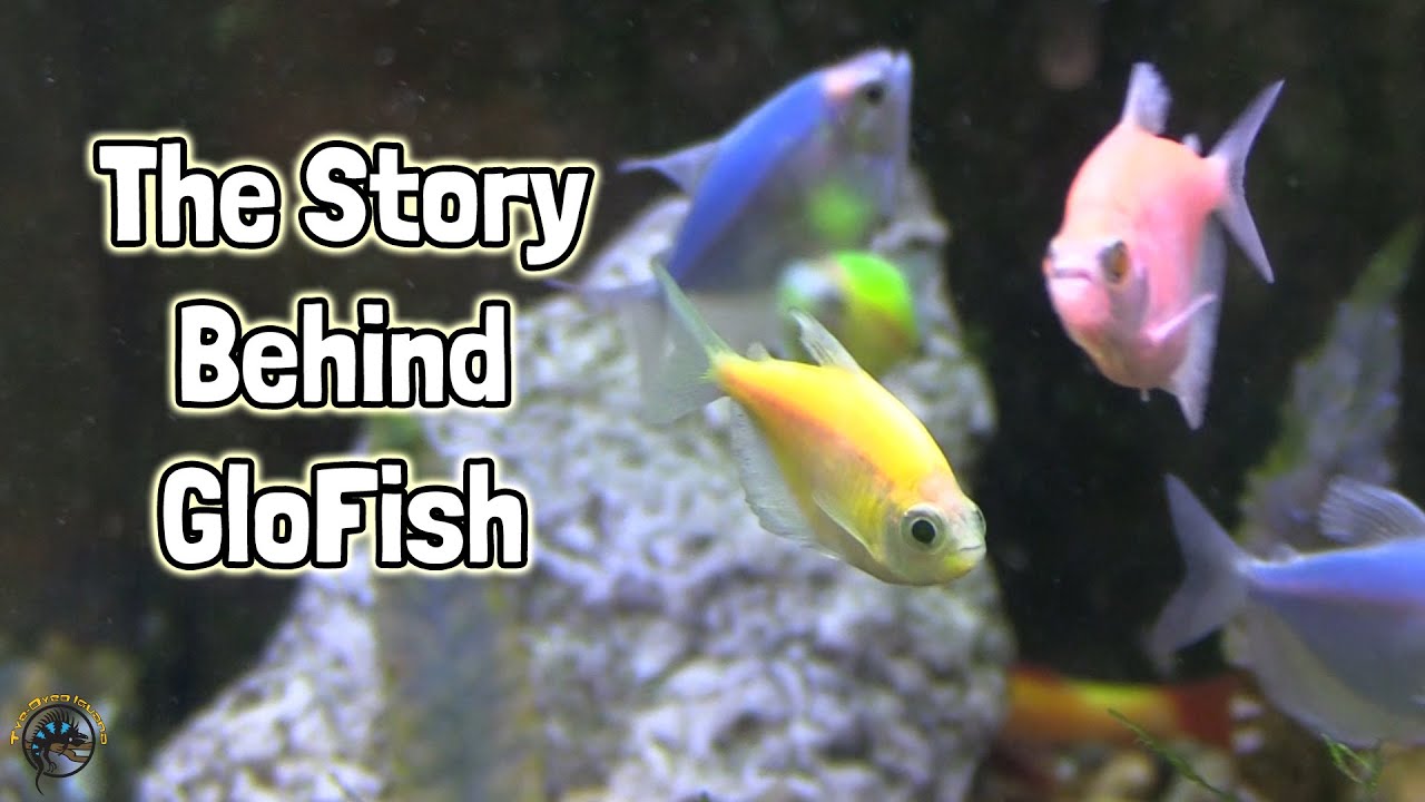 What are GloFish and Why Were They Created? -Showcasing the Wide ...