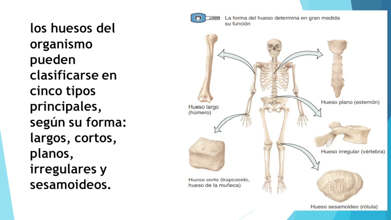 Esquema Del Sistema Oseo Y Muscular SISTEMA ÓSEO Y MUSCULAR ILUSTRADO