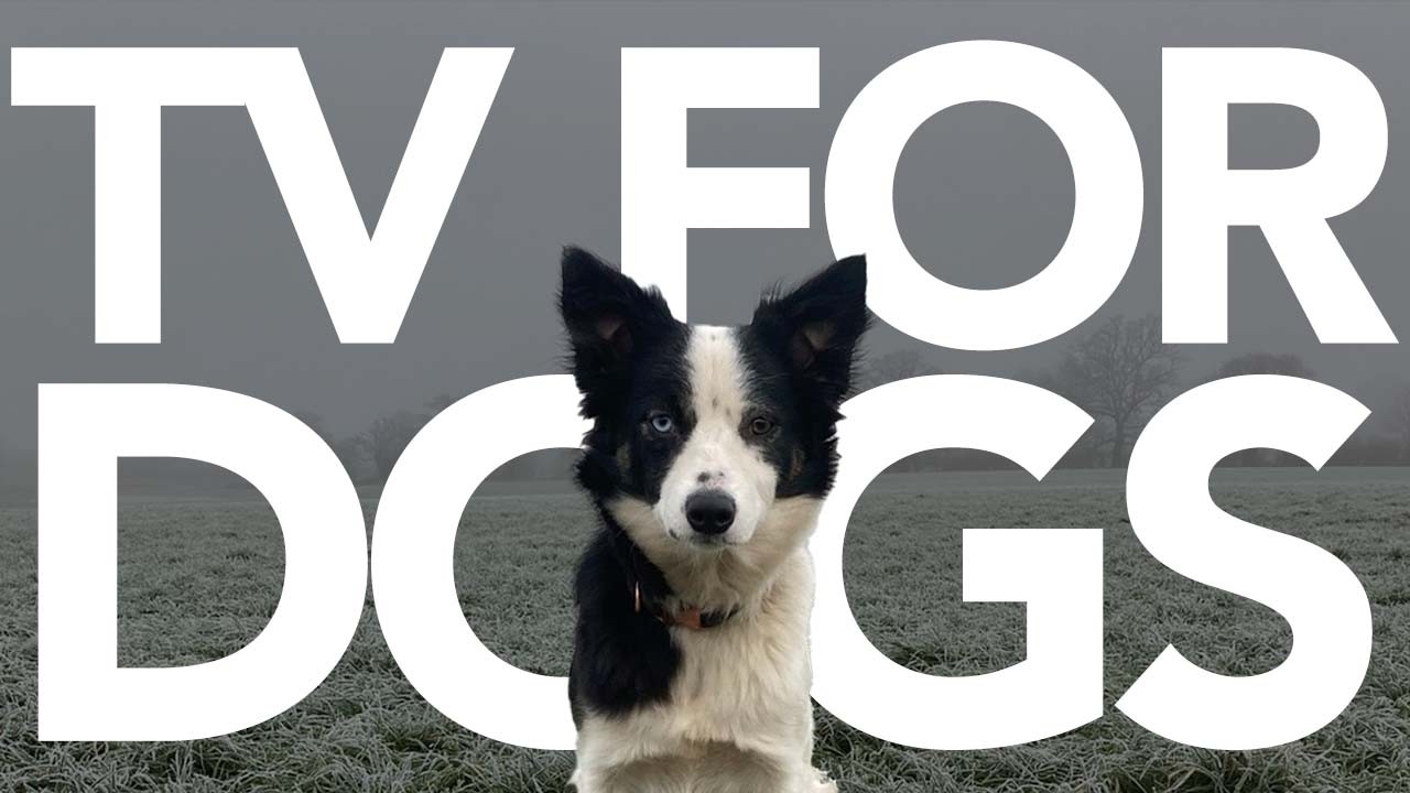 TV for Dogs - Beach Walking and Virtual Entertainment for Dogs (20 ...