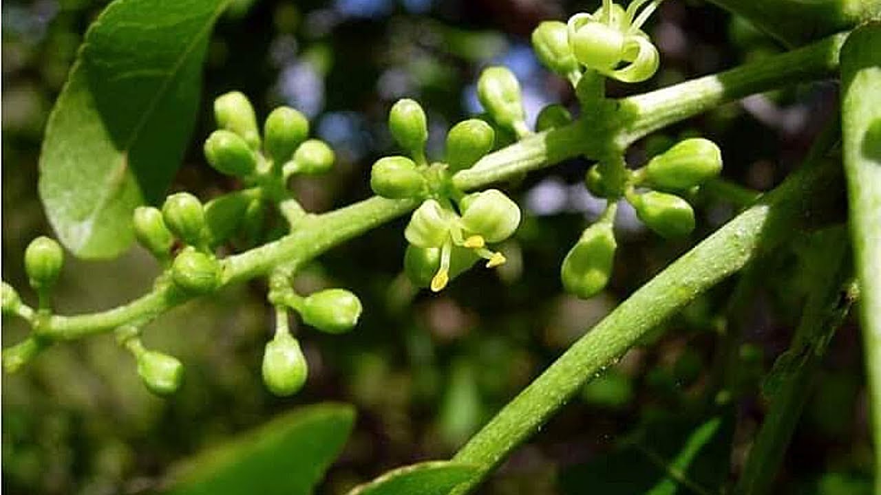 OMUSAJJA AMALA AMANGU MUKWEZINA MAN POWER - YouTube