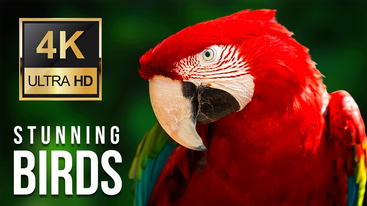Stunning Birds 4K Ultra HD Relaxing Video - YouTube