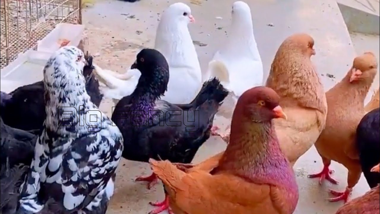 World Unique Amazing Different Types of Fancy Pigeon Breeds | Fancy ...