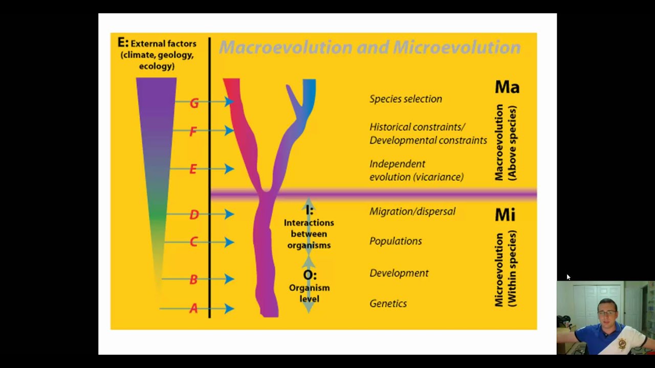 From Micro to Macro Evolution - YouTube