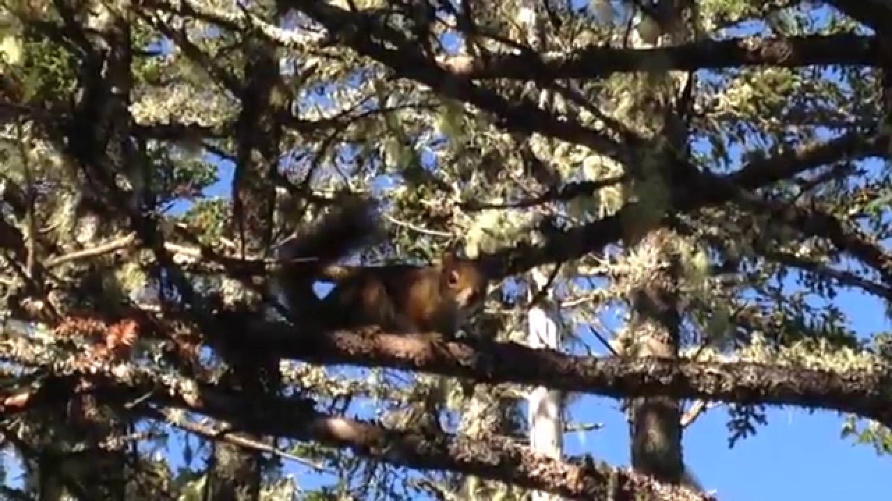 Cute Sneezing Squirrel - YouTube