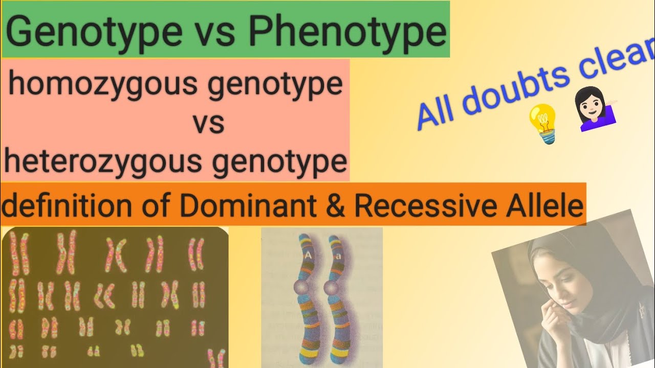 what is Genotype and Phenotype | difference between homozygous ...