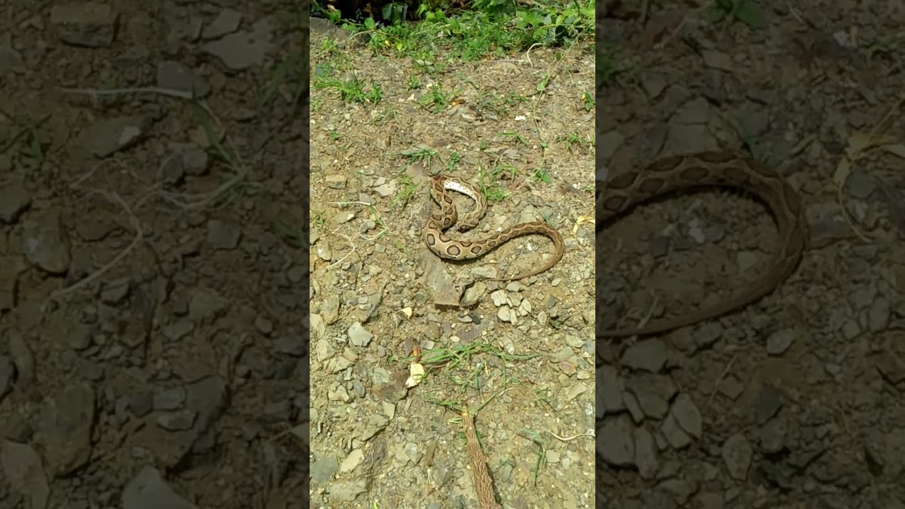 Ghonas snake - YouTube
