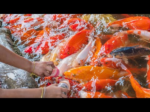 Colourful fish 🐠, nanakmatta sahib gurudwara uttarakhand, #shorts # ...