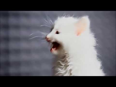 Singing Kittens - YouTube