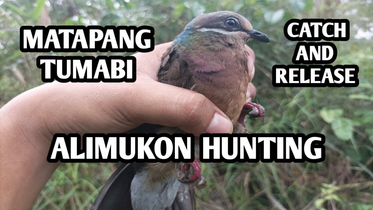 EP.9 ALIMUKON HUNTING | MATAPANG NA ALPAS TUMABI PA (WHITE EARED BROWN ...