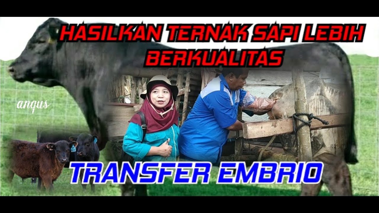 CARA TRANSFER EMBRIO PADA TERNAK SAPI - YouTube