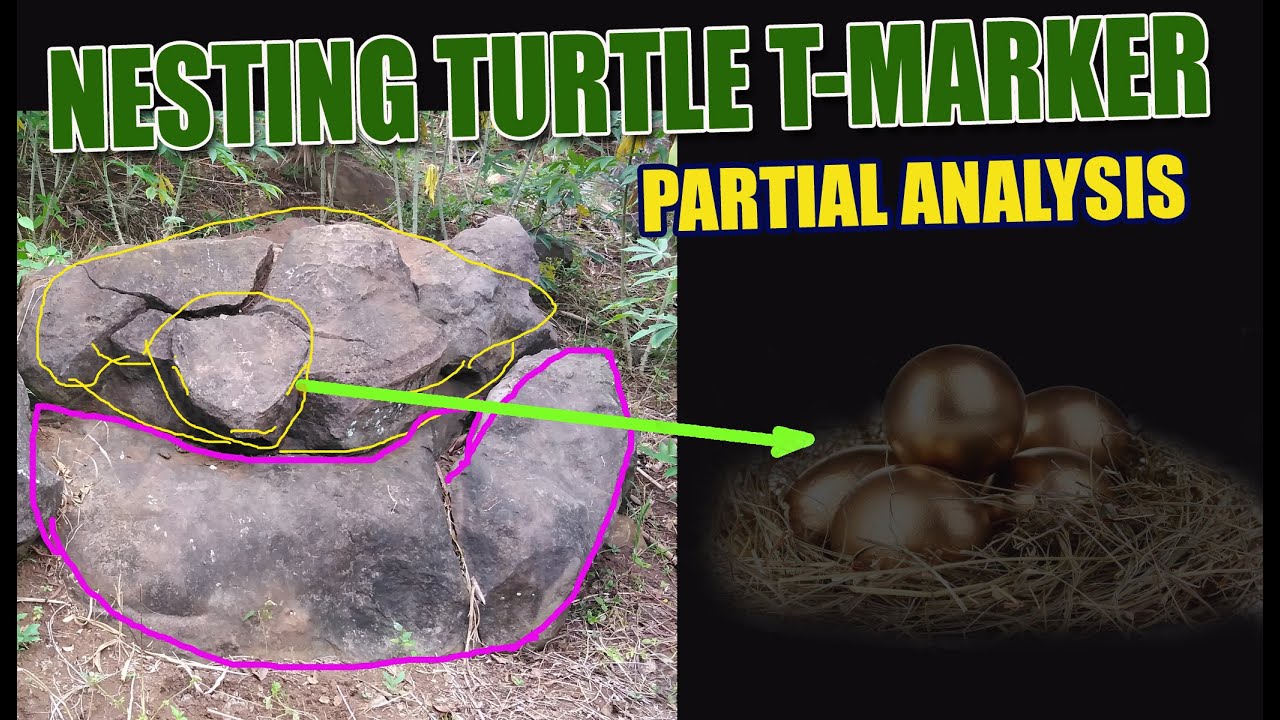 NESTING TURTLE T- MARKER - YouTube