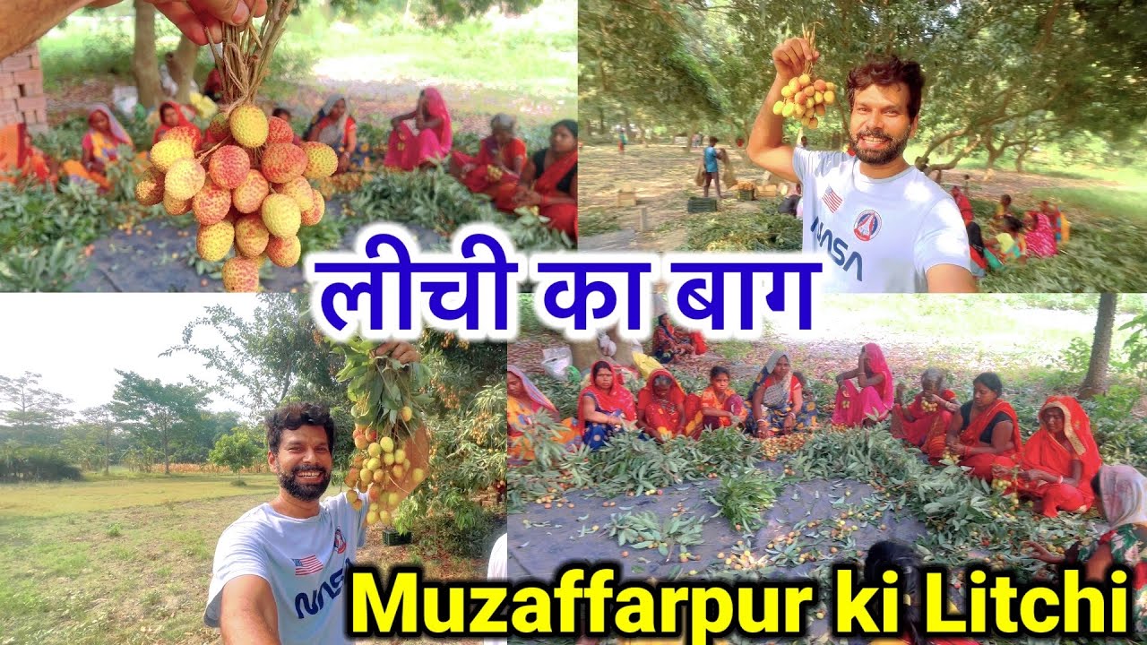 लीची का बाग | Litchi ke Bagh | Muzaffarpur ki Litchi | Lychee fruit ...