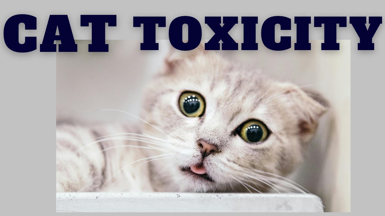 Is your cat in pain, avoid cat toxicity, paracetamol - YouTube