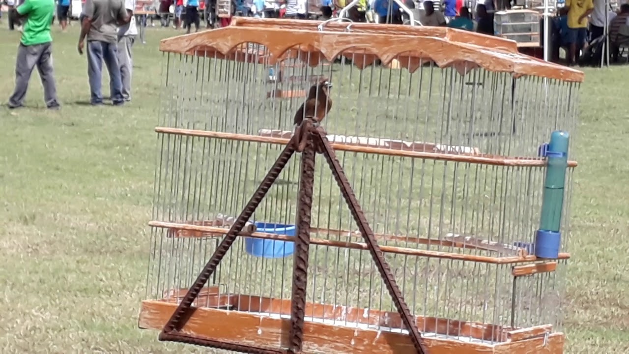 "Trini bullfinch" Brown birds naparima bird show 2018. - YouTube