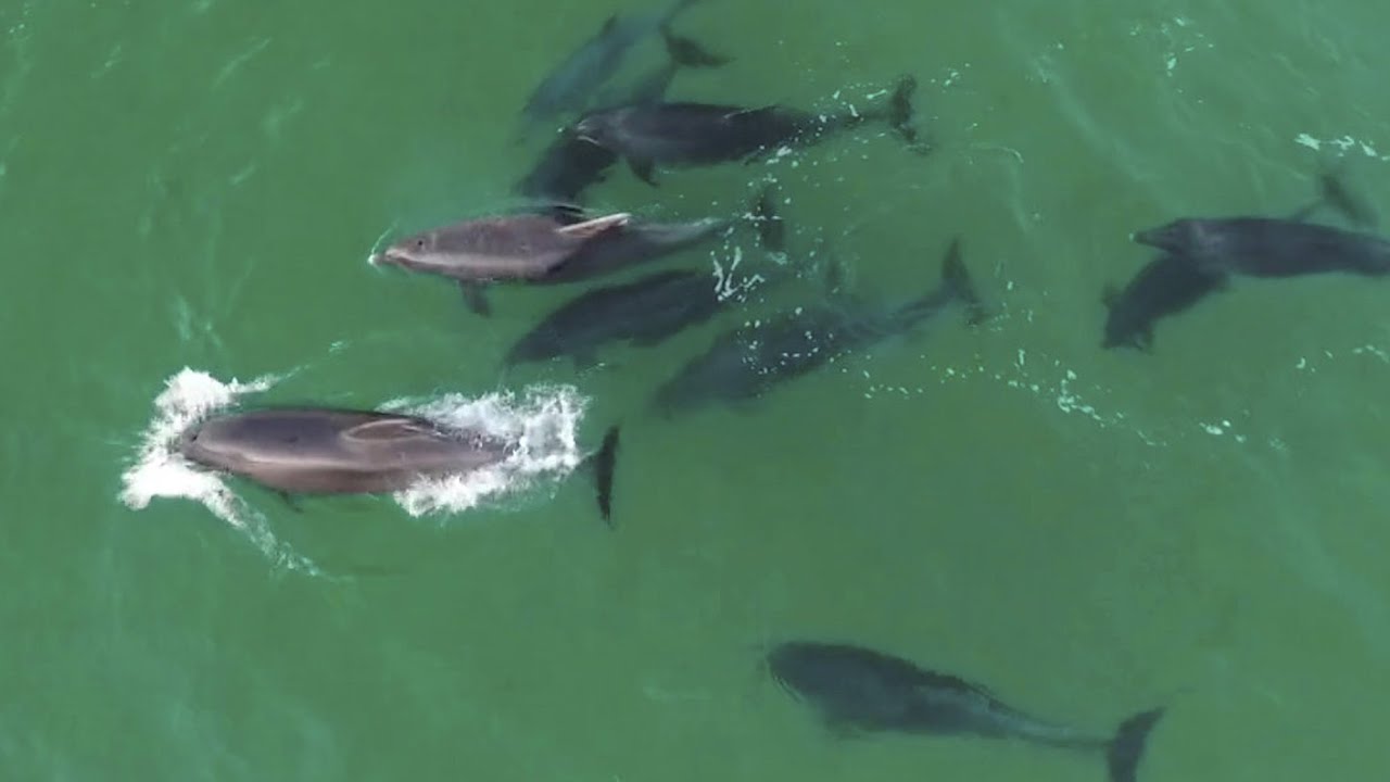 Drone Footage Captures About 60 Dolphins in Bay in Ireland - YouTube