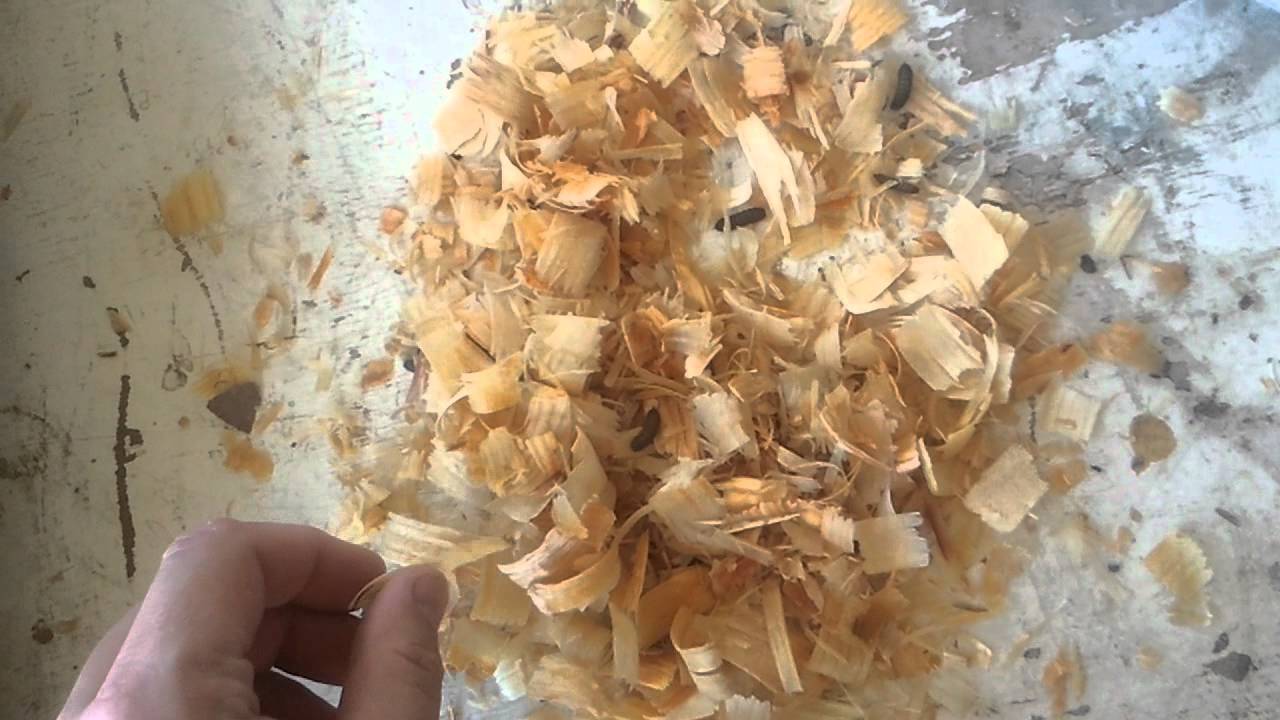 Black Soldier Fly Larvae - BioPod+ Collection Bucket - YouTube