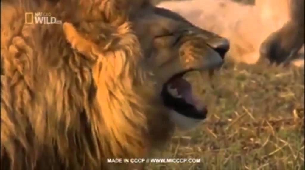 Lion Smile - YouTube