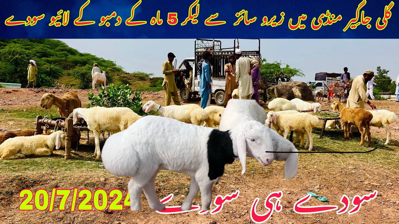 Live Sode/ Dumba Mandi Gali Jageer Attock/ turkey dumba sheep/ dumba ...
