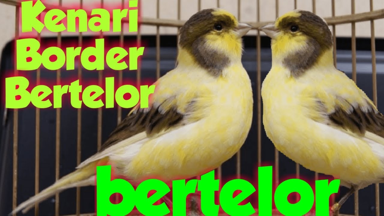 Burung Kenari Jenis Border x Border sudah Telor - YouTube