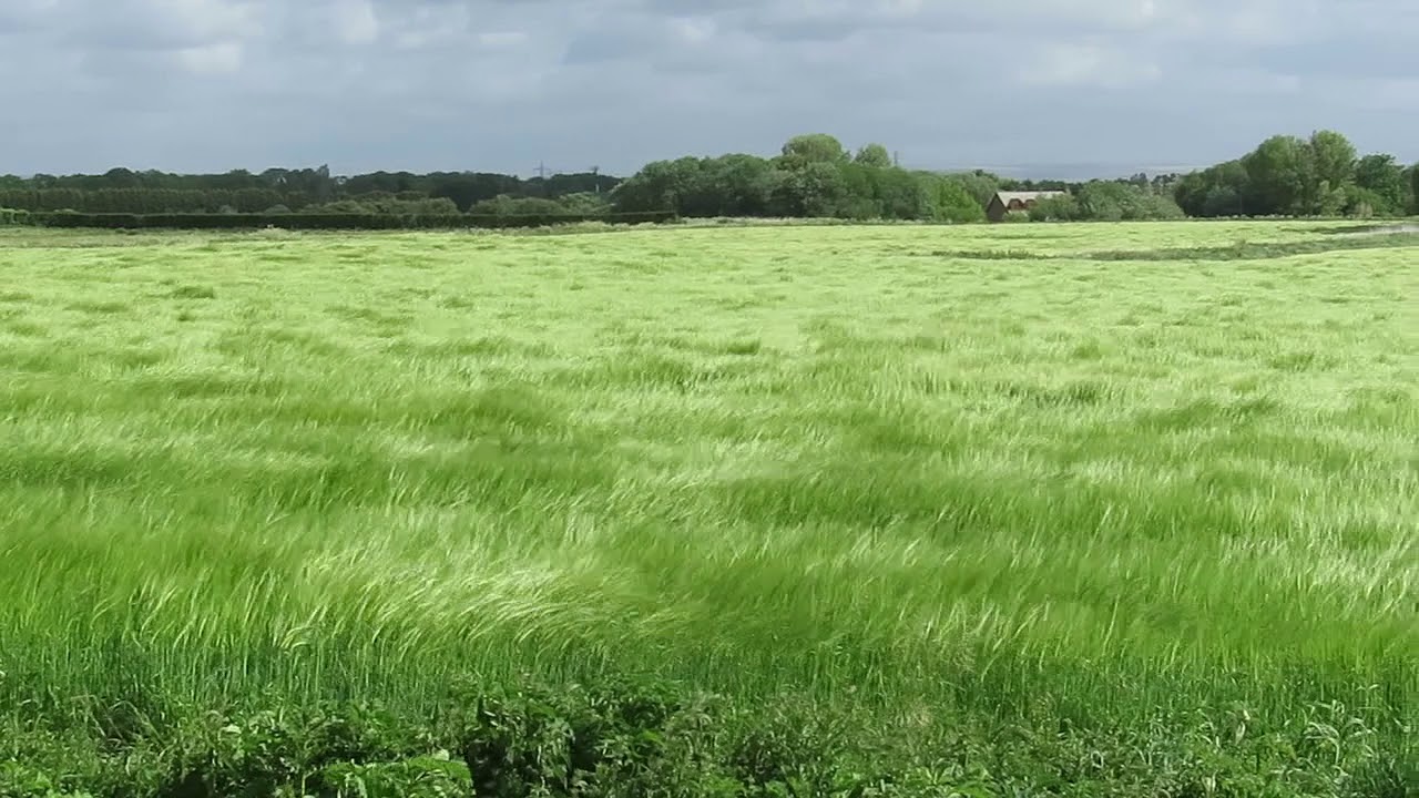 Cereal crop in the wind on Chat Moss, Irlam, UK: 23rd May 2020 - YouTube
