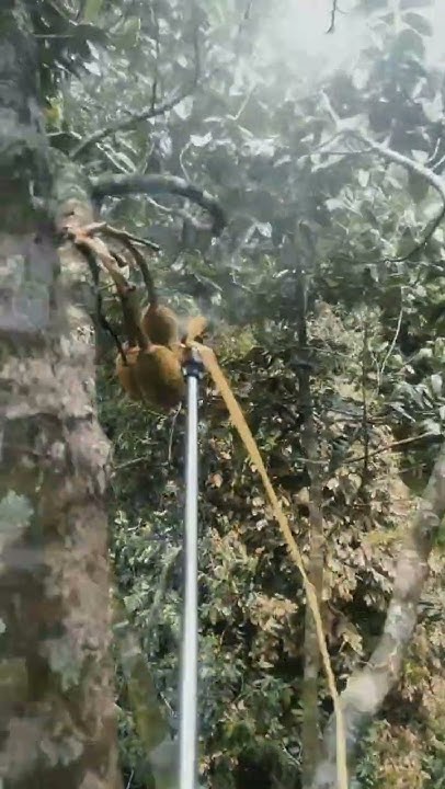 Perawatan buah durian lokal Banjarnegara - YouTube