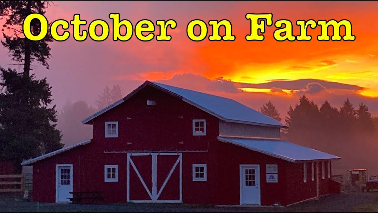 October on Farm: We have been busy! Cows, horses, cheese, winter ...