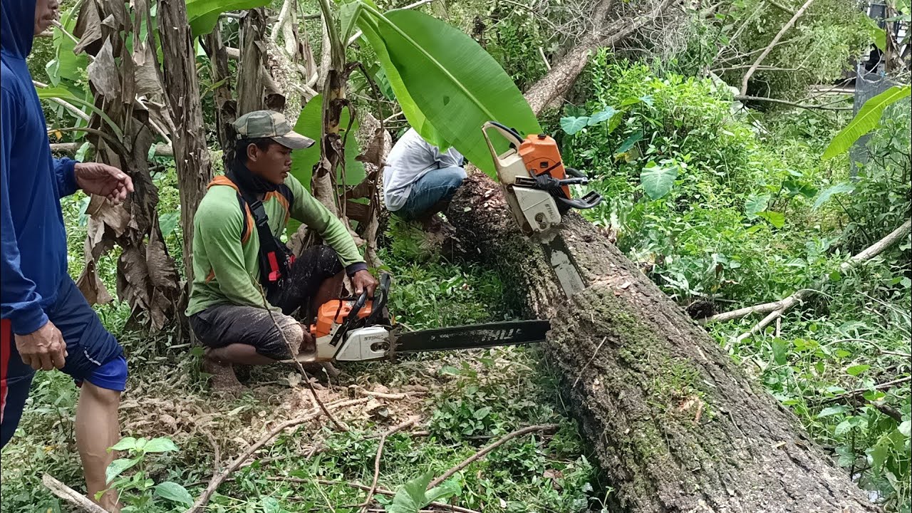 Stihl ms 660 chainsaw, Tebang 2 pohon di genangan air. - YouTube