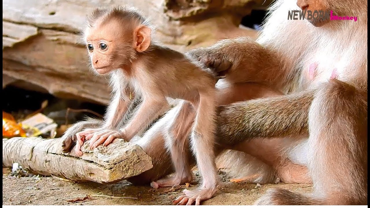 Best action baby Niko when staying very quiet place - Niko such a great ...