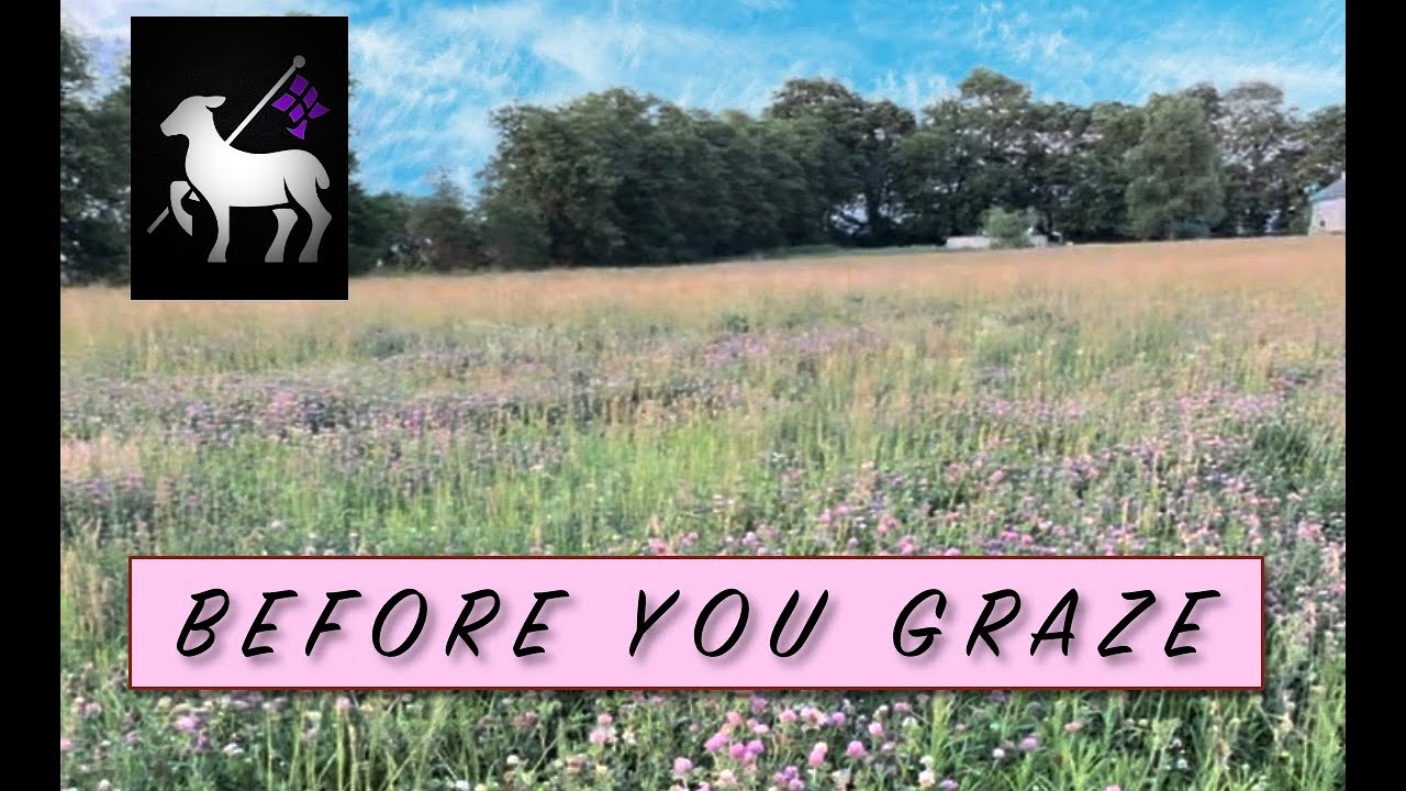 Problems with Grazing Sheep and Goats | What to Know! - YouTube