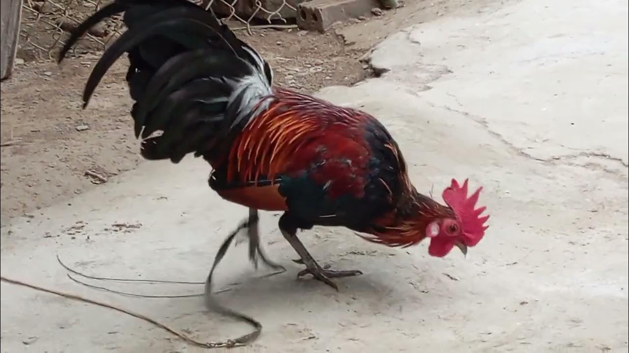 qaib dib cuab tuaj zoo -12-12-2024 - YouTube