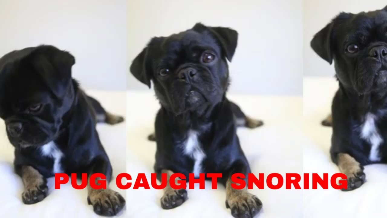 Adorable Kilo the Pug caught snoring - YouTube