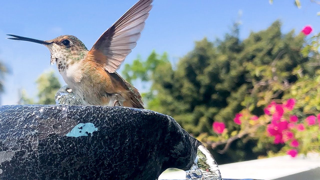A Hummingbird's Afternoon Dip in 4k - Hit Settings/Quality/Advanced ...