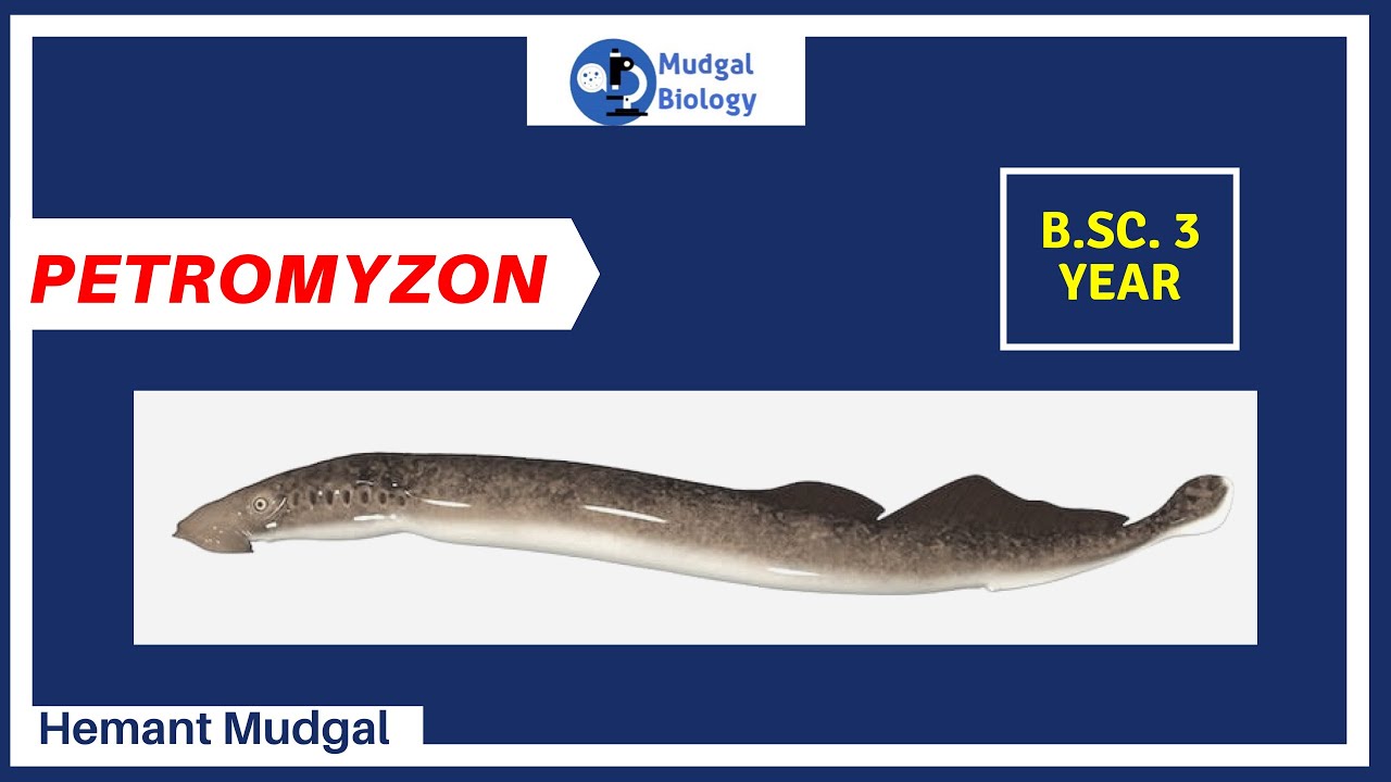 Petromyzon complete details in hindi || Zoology || Mudgalbiology - YouTube