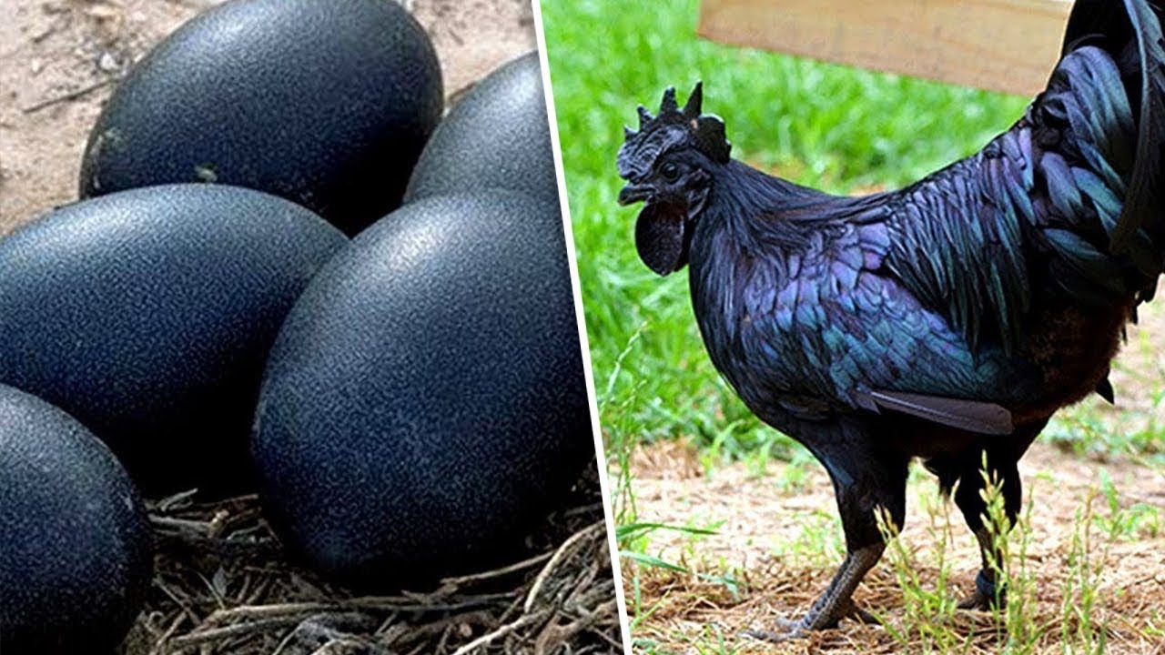 TOP Cele mai Uimitoare și UNICE OUĂ din Lume! - YouTube