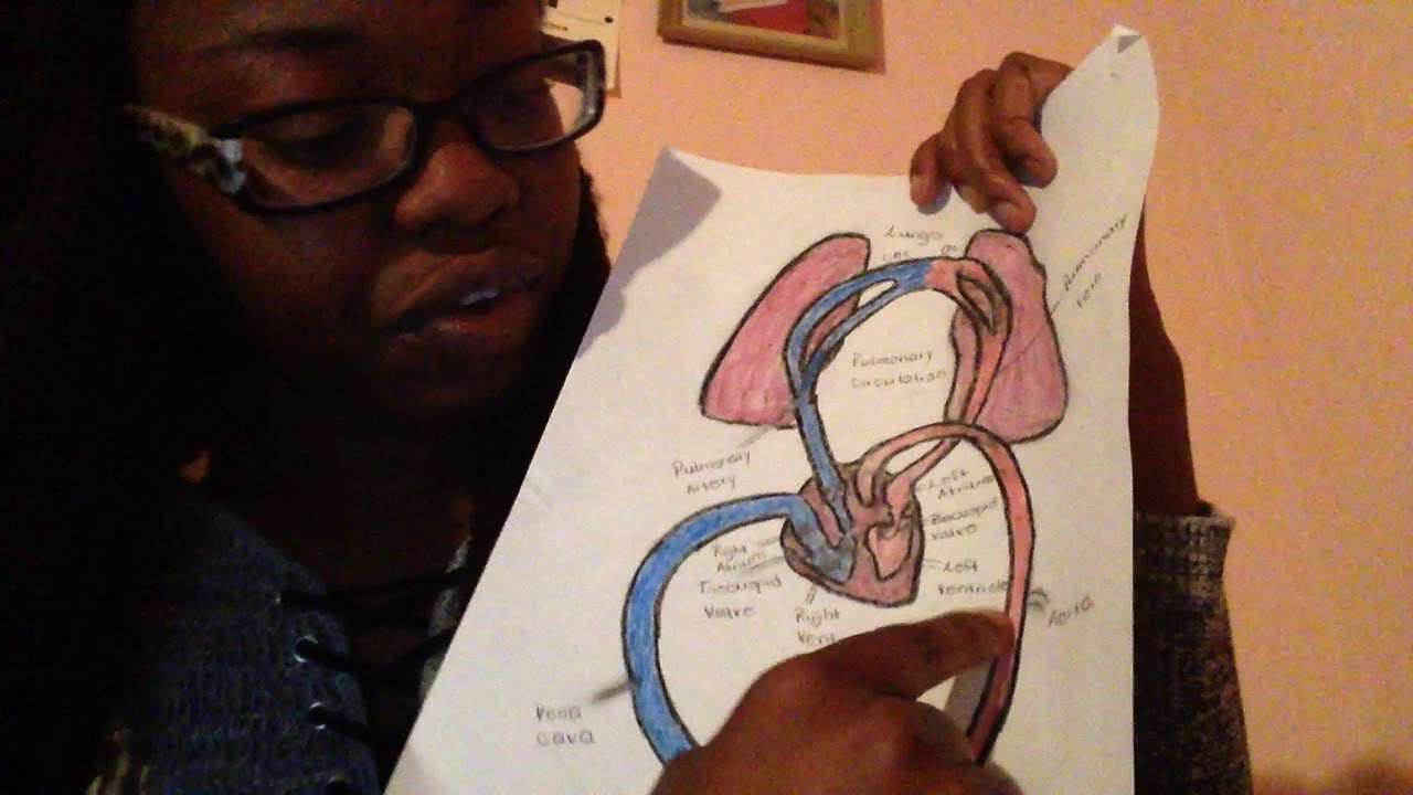 The Systemic Circuit - YouTube