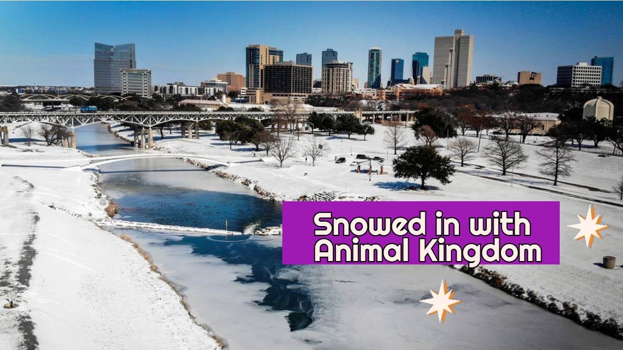 Team Animal Kingdom OPTCG Webcam Tournament - YouTube