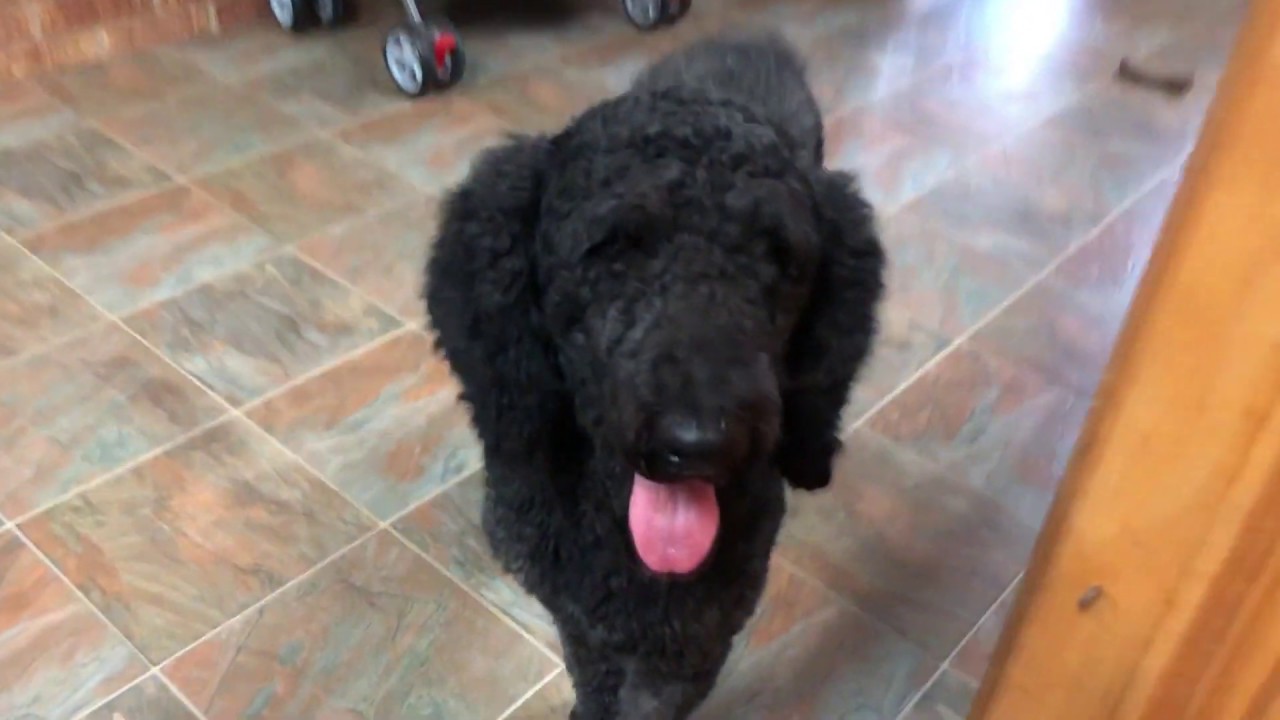 ONYX, Silver Brindle Poodle - YouTube