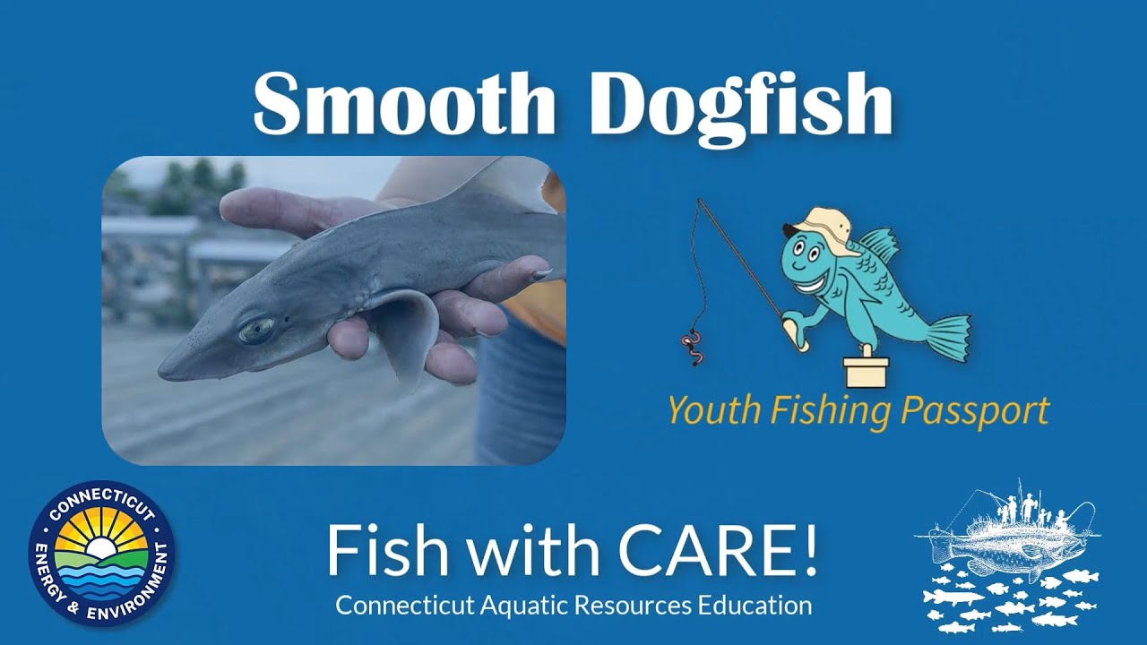 Catching Smooth Dogfish - CT Youth Fishing Passport - YouTube