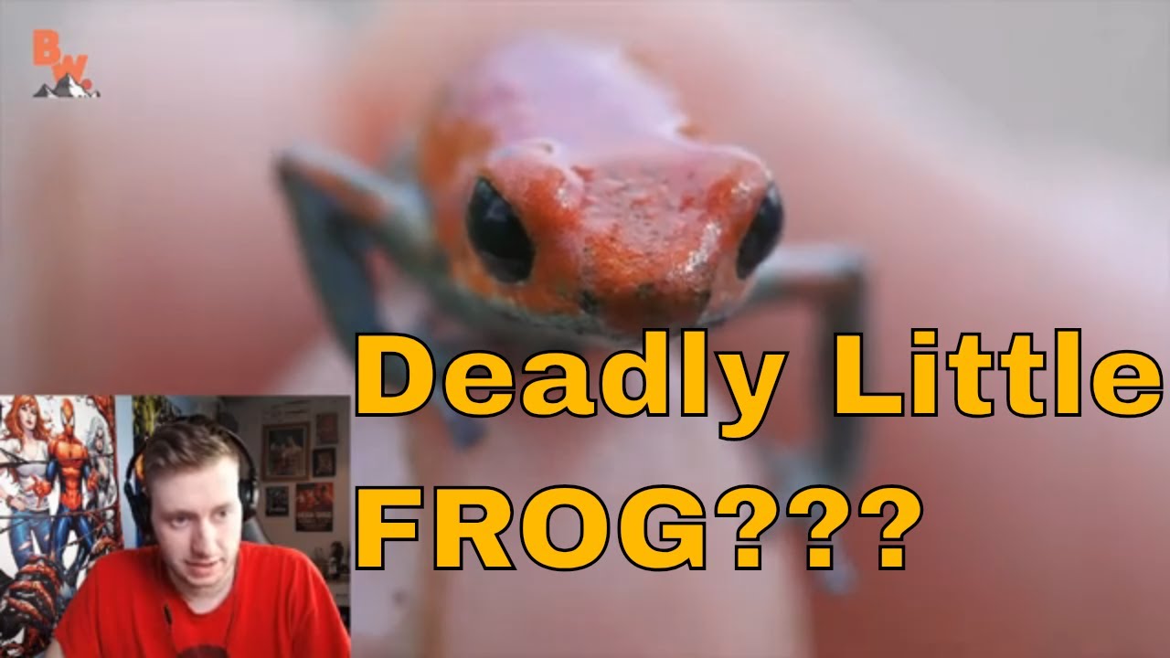 Caught a Deadly Poisonous Frog Reaction - Ft BraveWilderness - YouTube