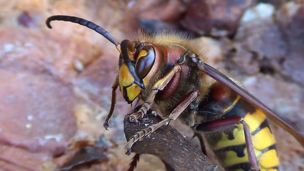 European Hornet 3 - YouTube