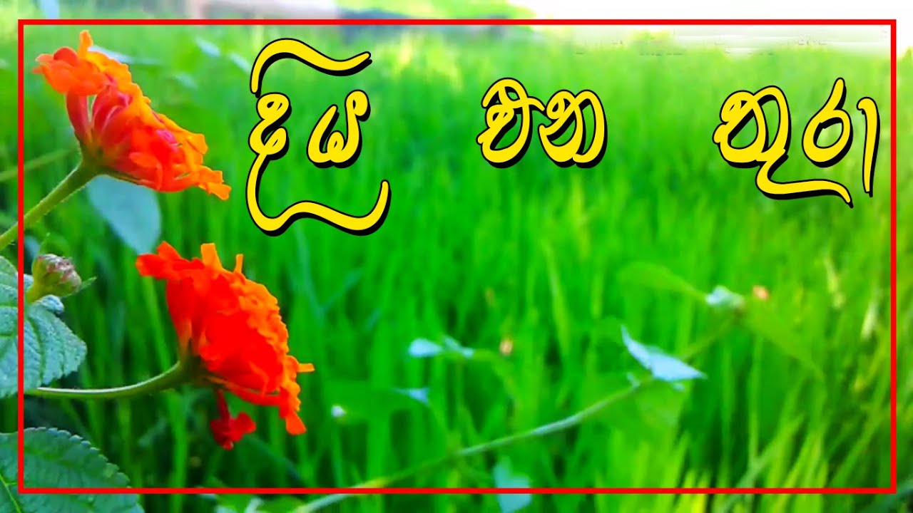 Traditional paddy cultivation - YouTube