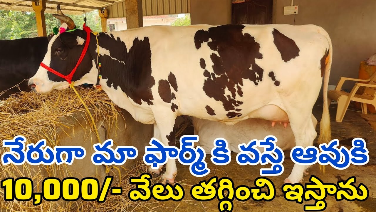High milking HF & Jersey cows for sale available || Mohan Sai dairy ...