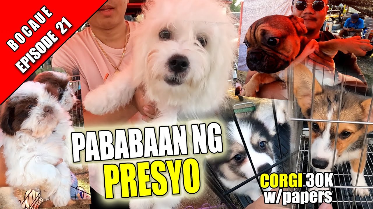 IBAT-IBANG ASO, PUSA AT MARAME PA, NGAYONG BUWAN NG MARSO - YouTube