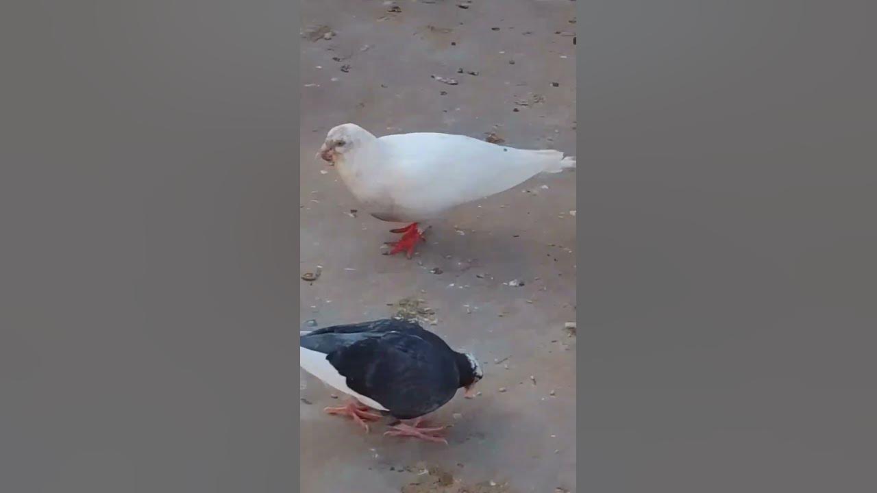 Aur Sab Theek Thaak Hai Bhai YouTube aur-sab-theek-thaak-hai-bhai-youtube