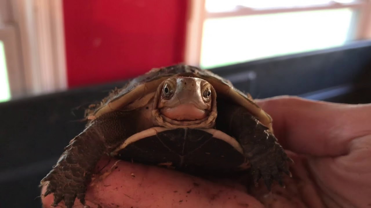 Chinese Box Turtle new set up in a waterland tub - YouTube