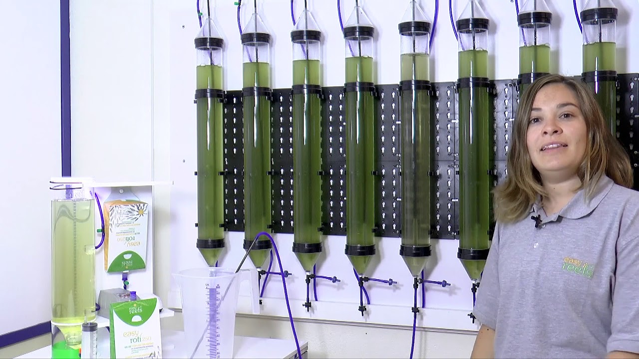 Rotifer culture using Easyroti by Easyreefs (English) - YouTube